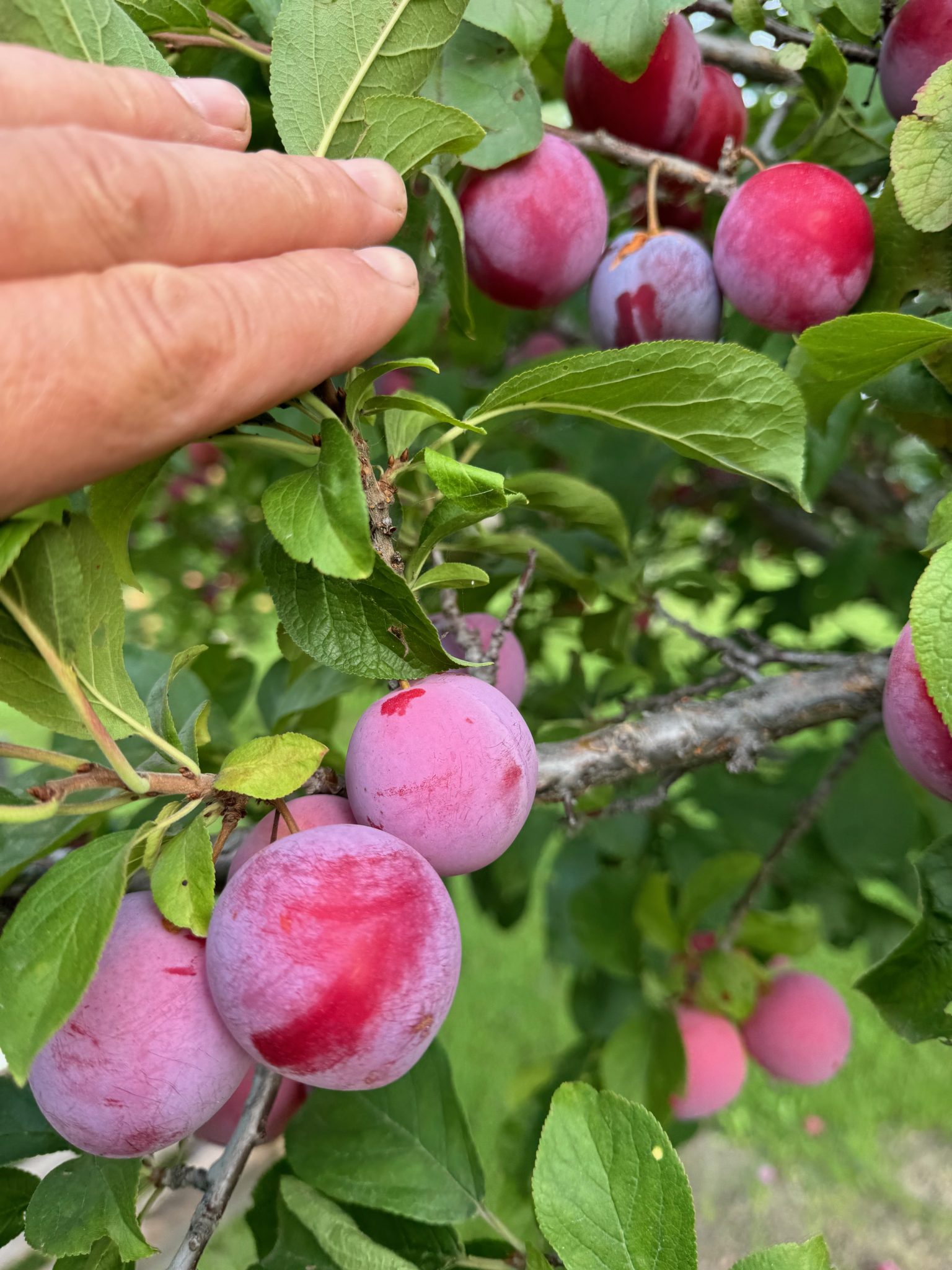 News from Riverbend Orchards
